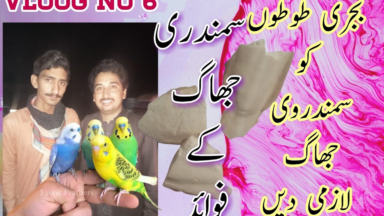 Tootoo ko sumdari jhag kasay dain /ijaz birds official/How to provide ...