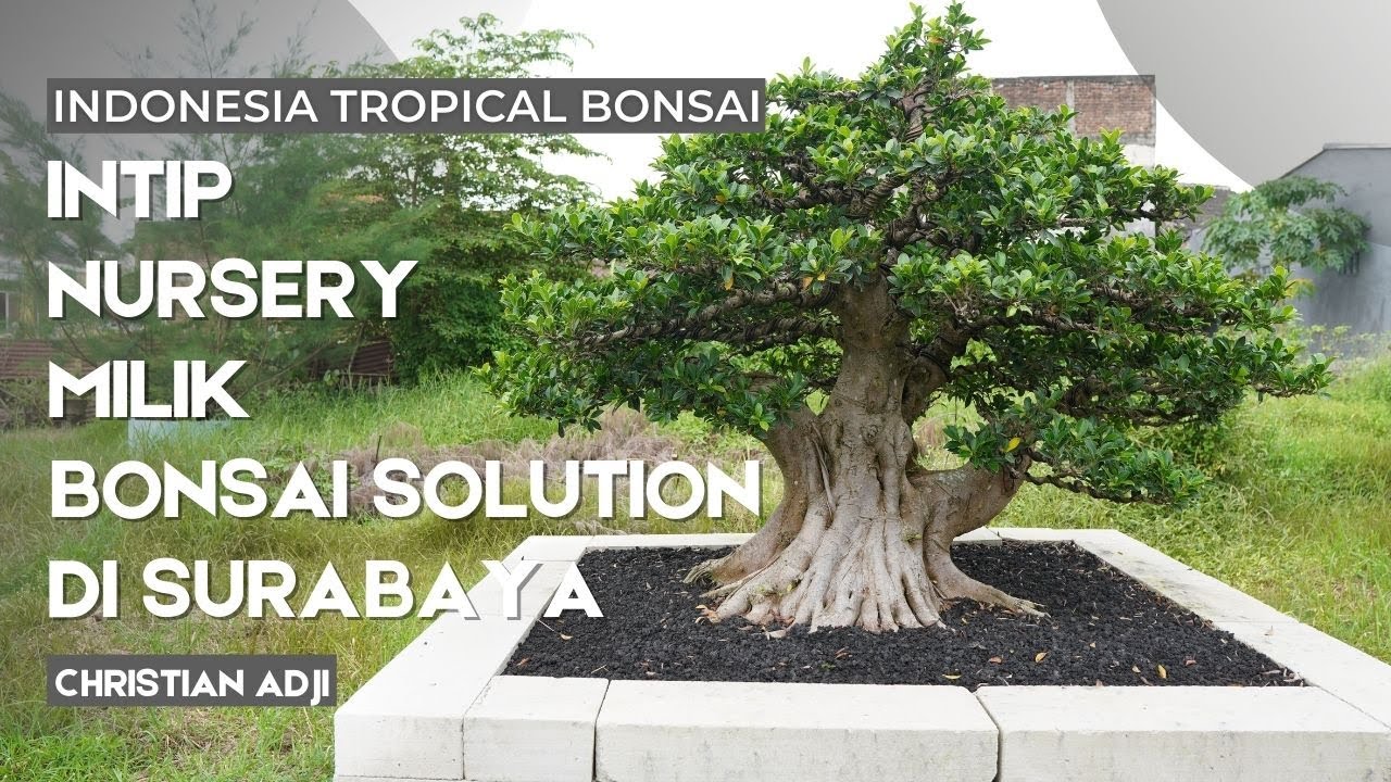 Intip nursery bonsai milik bonsai solution di surabaya - YouTube