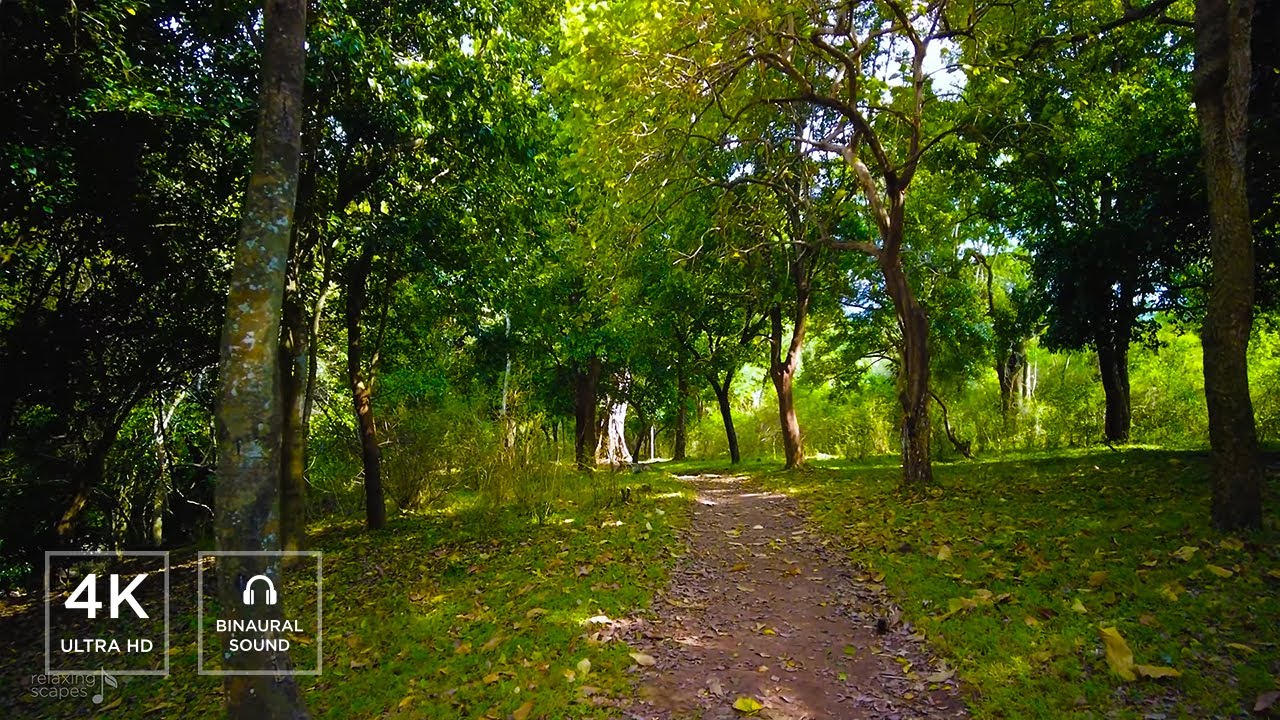Binaural Walk Through the Forest | Immersive Relaxation & Nature Sounds ...