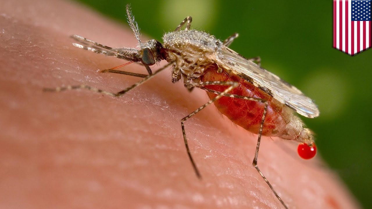 Mutant mosquitoes able to resist malaria created by scientists in ...
