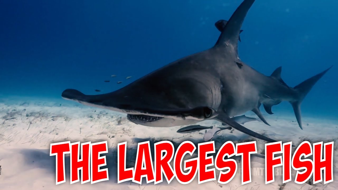 TOP 10 MOST LARGEST FISH IN THE WORLD - YouTube