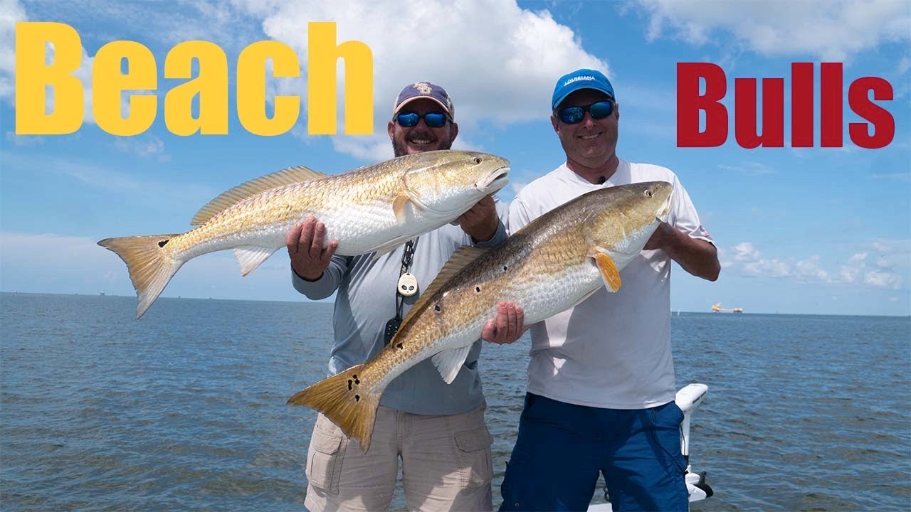 Beach Bulls - YouTube