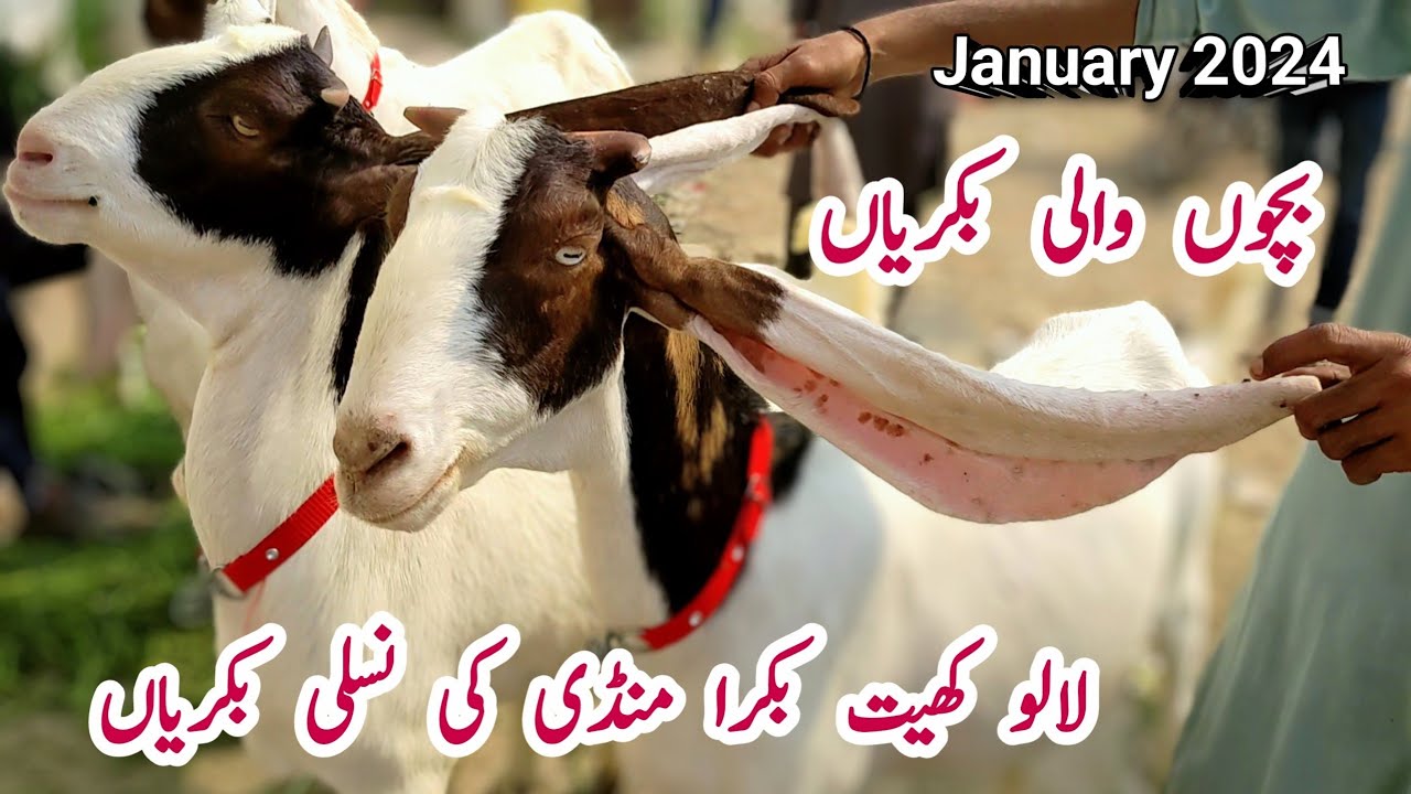 Lalukhet Bakra Mandi latest update 2024 | 14-jan-2024 Bakriyaan ...