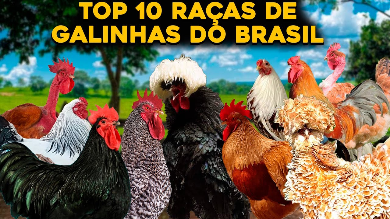 Lindas Racas De Galos 530 Ideias De Galos Galinhas Exóticos | Raças