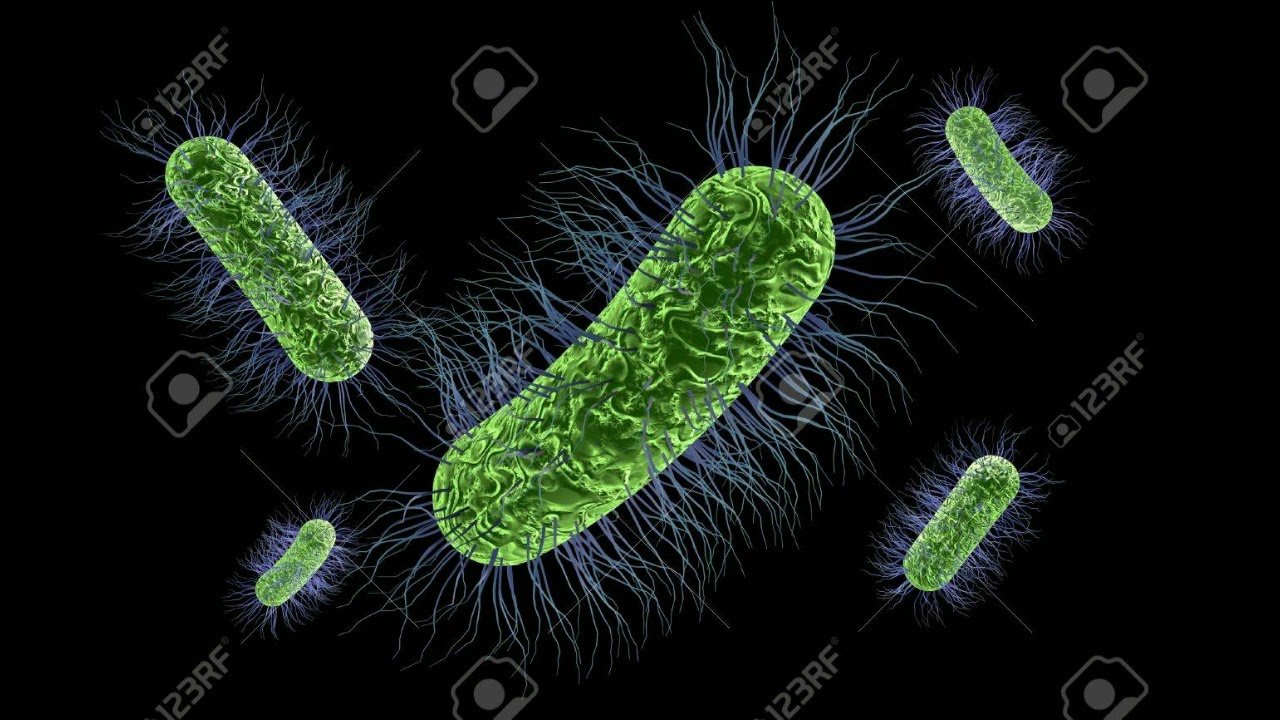 Salmonella y E. coli - YouTube