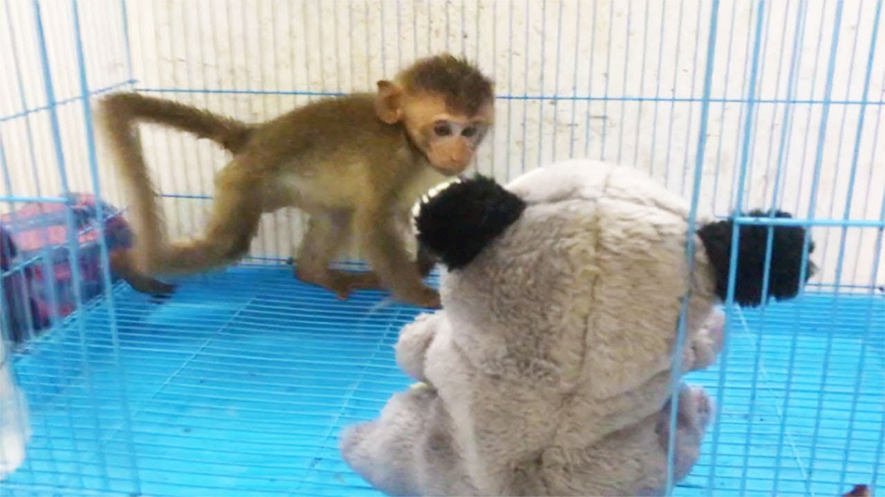 Baby Monkey Alex Afraid of cartoons , Funny Monkey baby Alex - YouTube