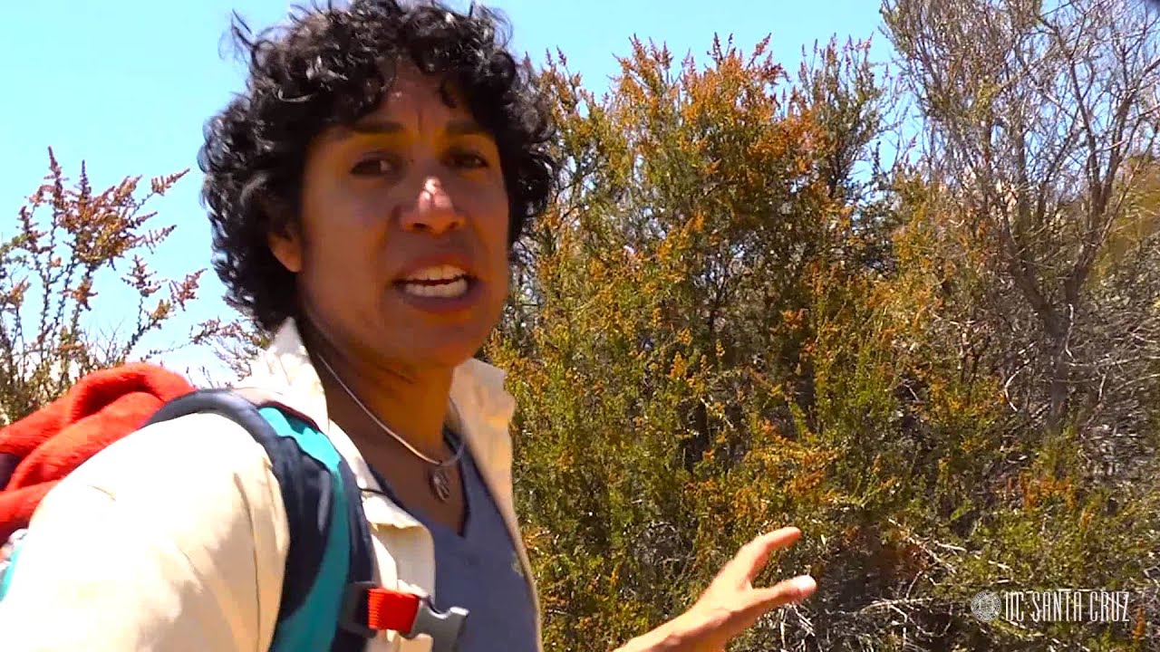 Ecosystems of California: Jasper Ridge Chaparral - YouTube