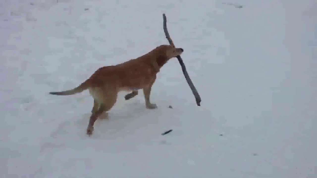 🐕 Cómo triunfar en Youtube y un perro con un palo🐕 - YouTube