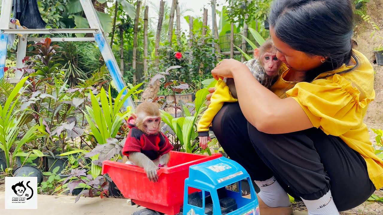 Monkey Bee Being Lovely all Time to Waiti for mOm - YouTube