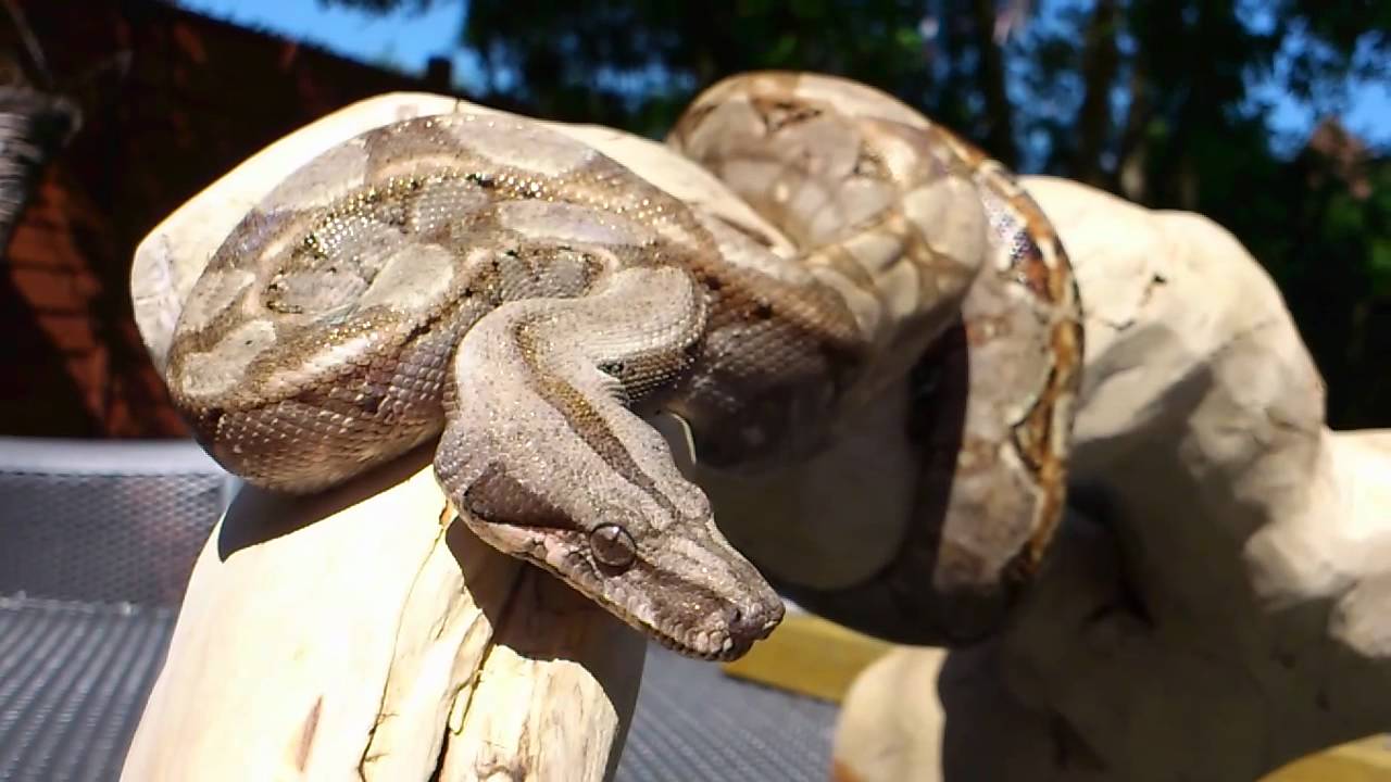 Female hypo sonoran boa het leopard - YouTube