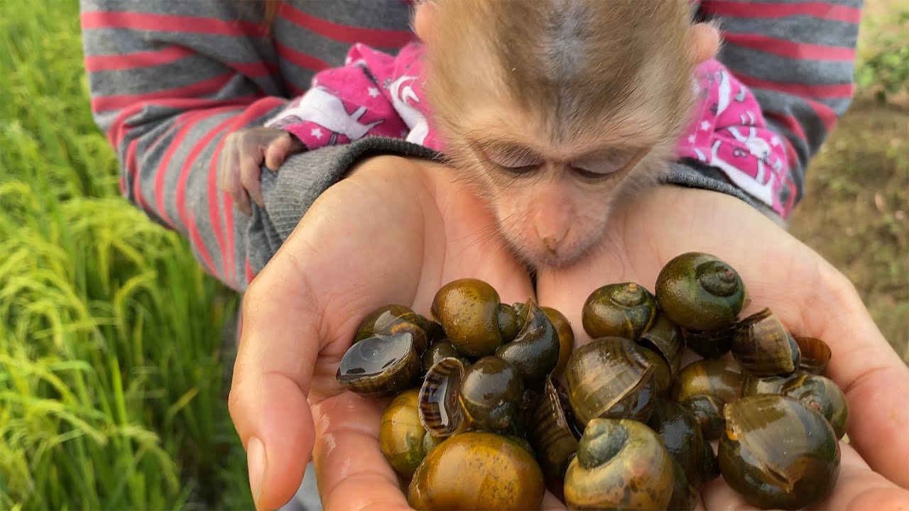 ZIM goes to catch snails in the rice field | Monkey Zim - YouTube