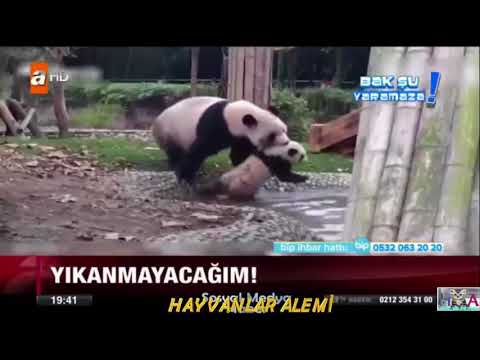 Suyu Sevmeyen Yavru Panda