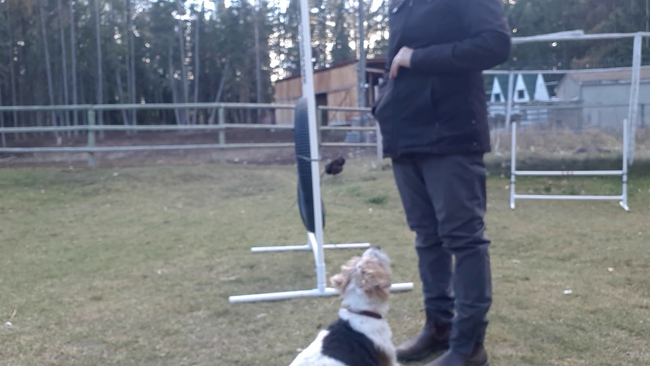 Tuff - sit, down, jump for joy and speak - YouTube