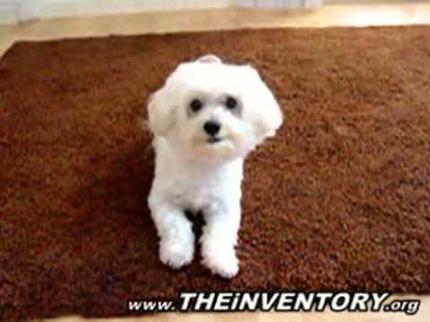 Watch Tobi Cute Maltese Dog Doing Tricks Video Video Break com - YouTube