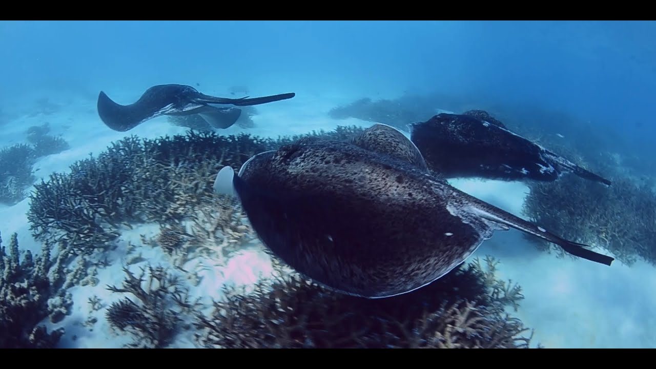 The OceanWatch Master Fisherman Program - YouTube