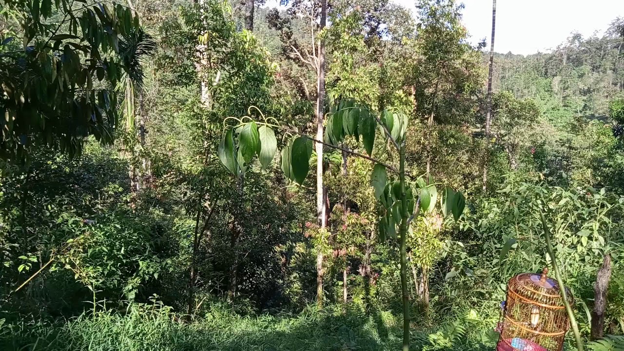 Mikat tilang mas ngak butuh waktu lama langsung nempel - YouTube