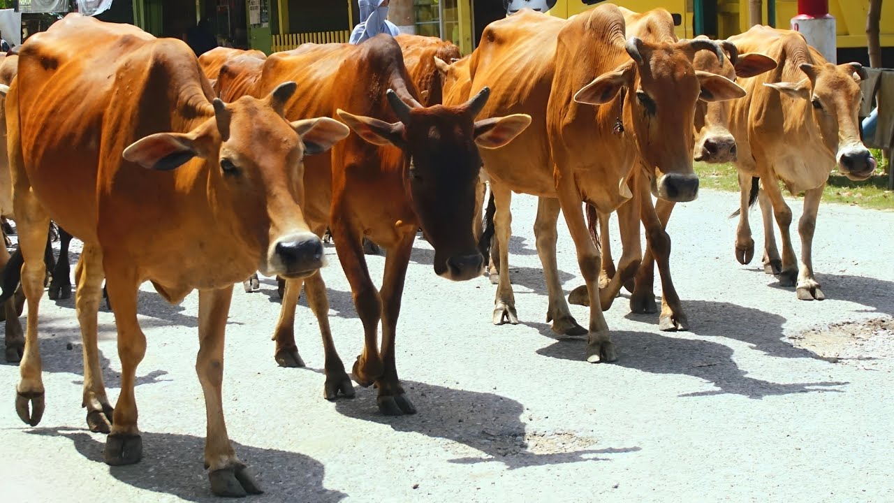 Video sapi dan suara sapi yang lucu memanggil kawanan pulang ke kandang ...