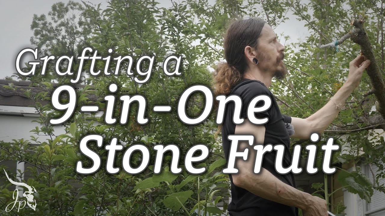 Grafting a 9-in-one Stone fruit - YouTube