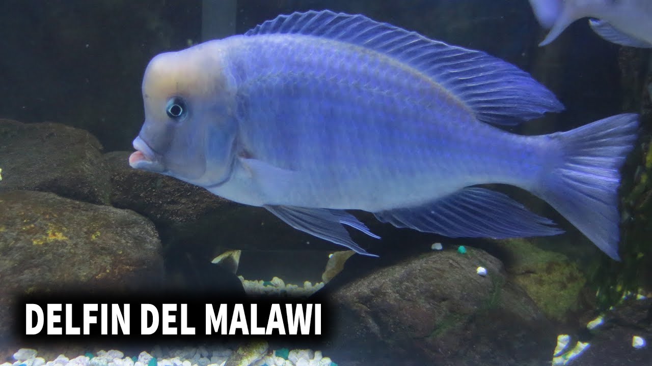 CYRTOCARA MOORII | CUIDADOS Y ALIMENTACIÓN DEL DELFÍN DEL MALAWI ...