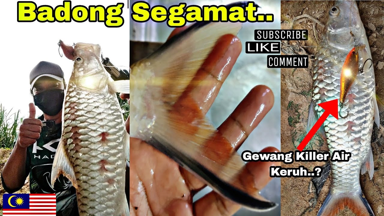 Casting Sebarau Di Air Keruh | Gewang Besar Untuk Sebarau Besar | Sang ...