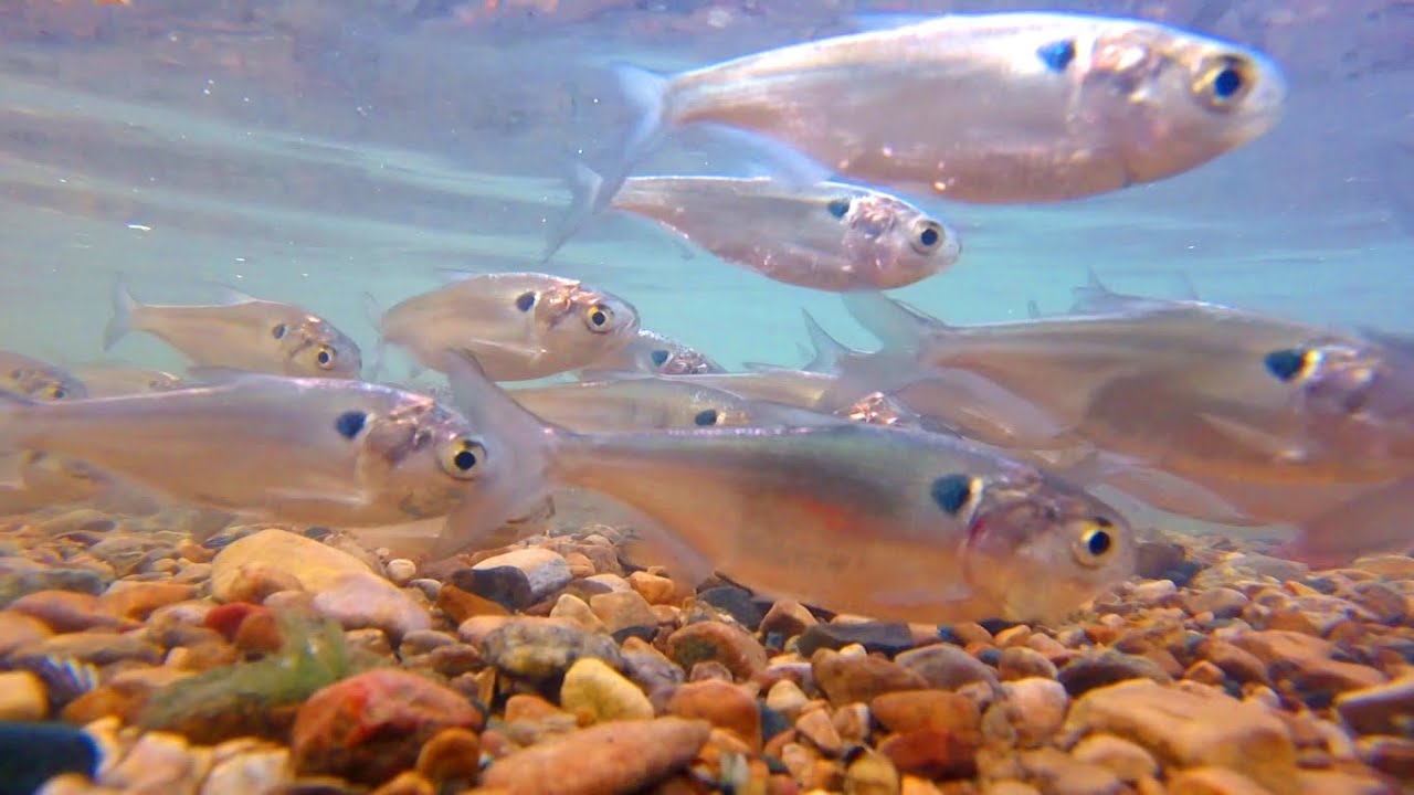 Under Water in a School of Fish (Shad) - Underwater Fish Cam - YouTube