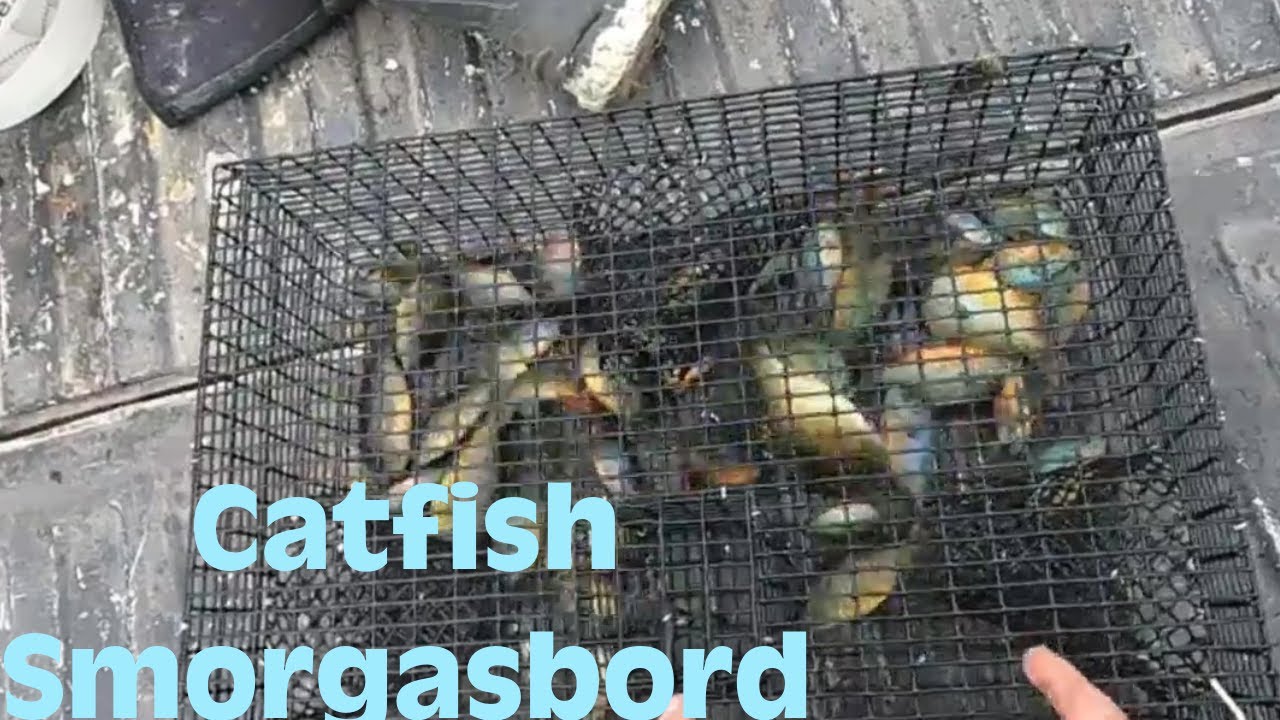 Insane Perch Trap Catch for New Pond! - YouTube