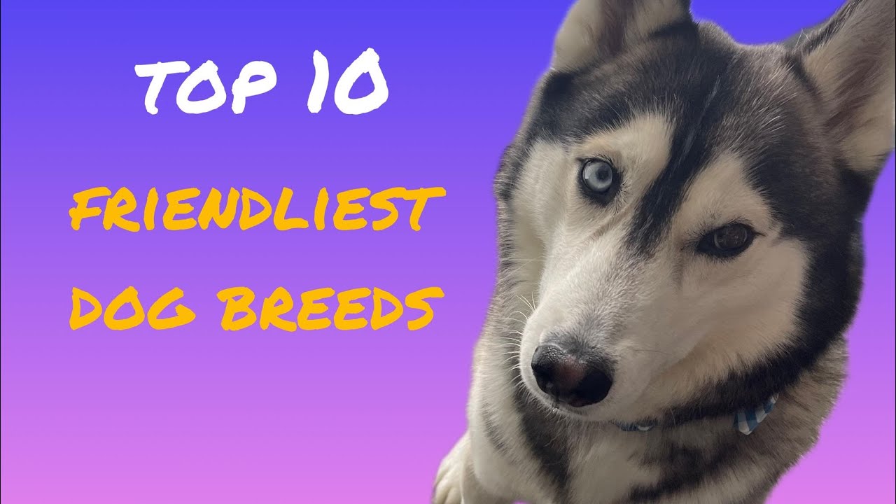 The Top 10 Friendliest Dog Breeds - YouTube