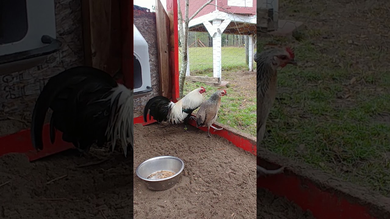 American Game Bantams - YouTube