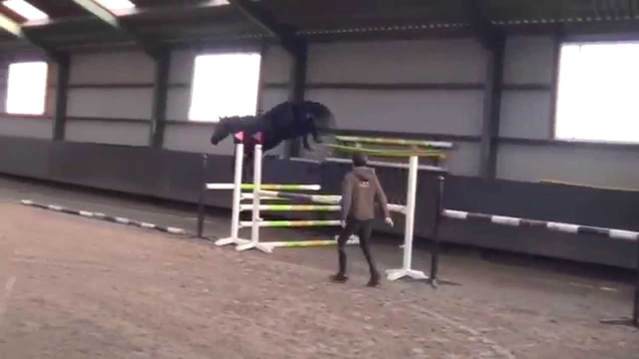 **SOLD** Grandette K (Quality time x Julio mariner x G. Ramiro Z), 3,5 ...