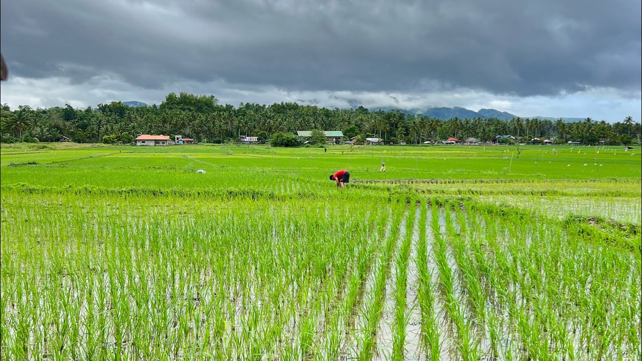 MANUAL TRANSPLANTING OF RICE SEEDLINGS 🌱 IN THE PHILIPPINES 🇵🇭 #farming ...