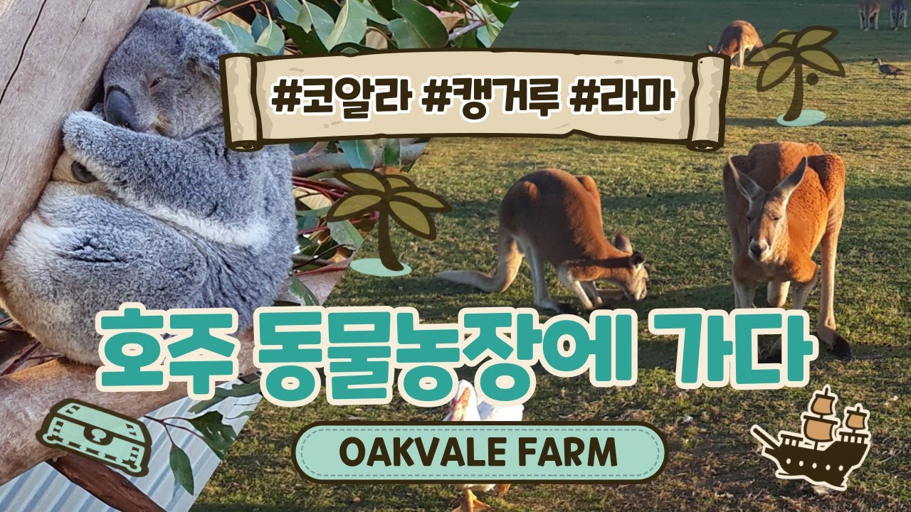 호주 여행 동물농장 스케치 코알라ㅣ캥거루ㅣ라마ㅣOakvale Farm Australia - YouTube