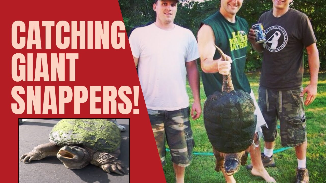 Catching GIANT Minnesota Snapping Turtles - YouTube