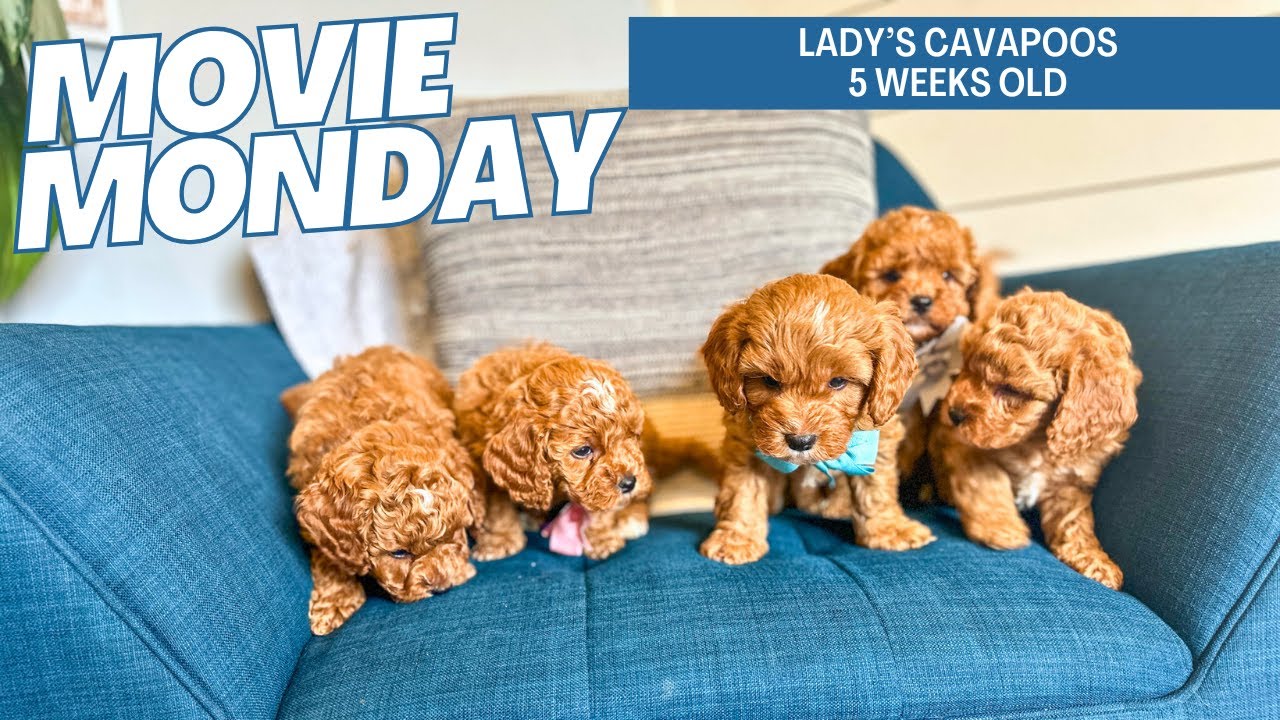 Lady's Cavapoos 5 weeks old - YouTube