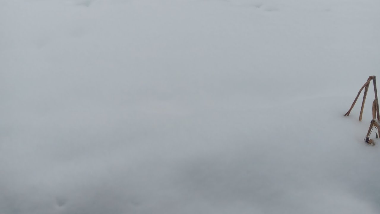 the snow is back - YouTube