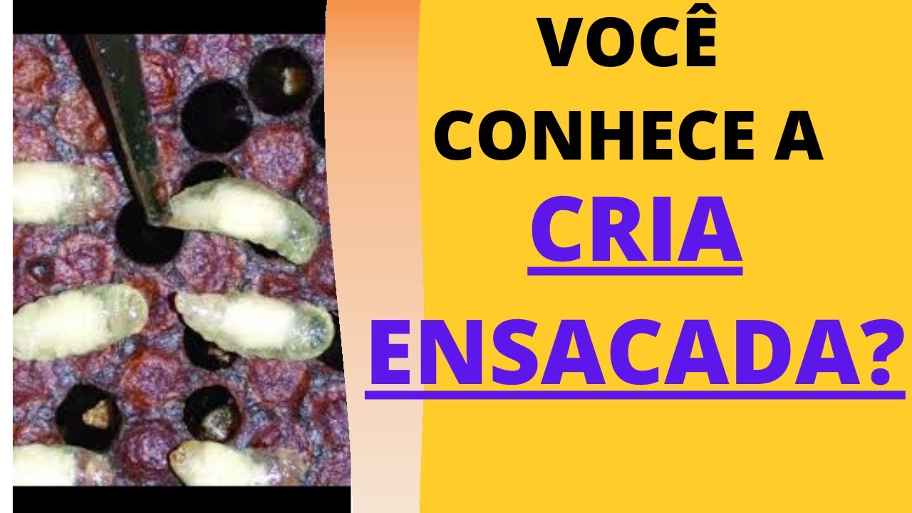 CRIA ENSACADA - YouTube