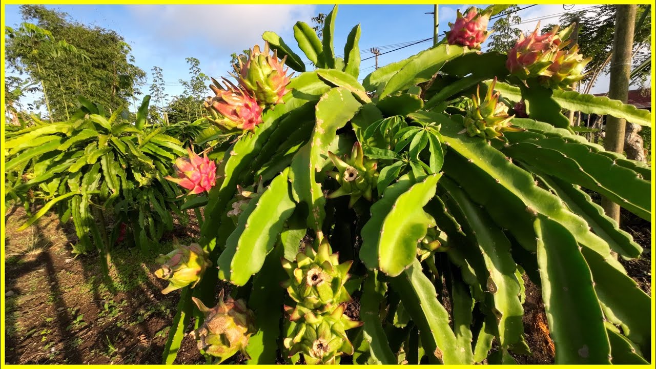Dragon Fruit From Karo Highland | Pitaya - YouTube