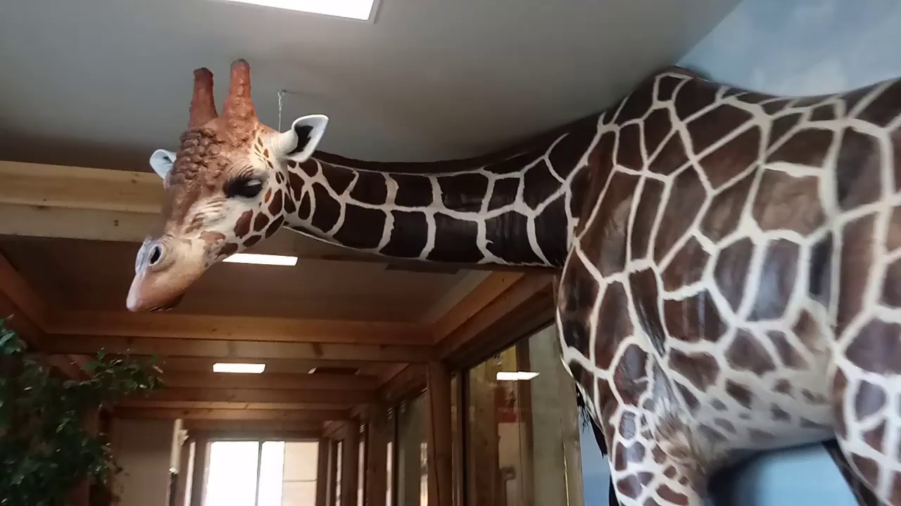the giraffe building 7/8/19 at the DETROIT ZOO , MICHIGAN ! - YouTube