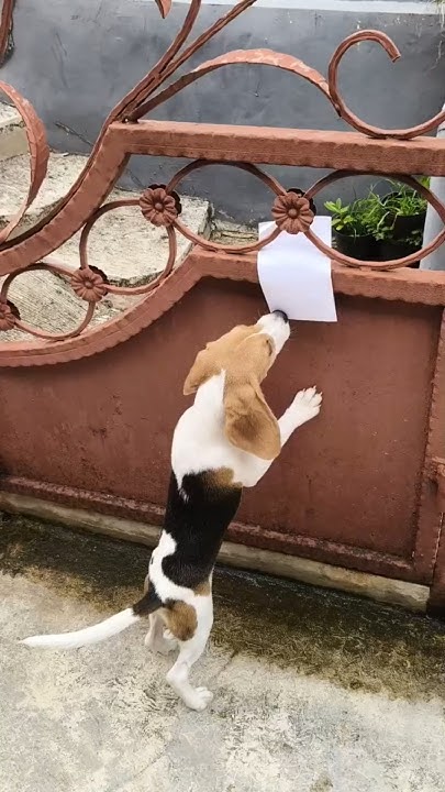 KERIBUTAN SNOOPY DENGAN SI OYEN🤬😤 PART 1-3 - YouTube