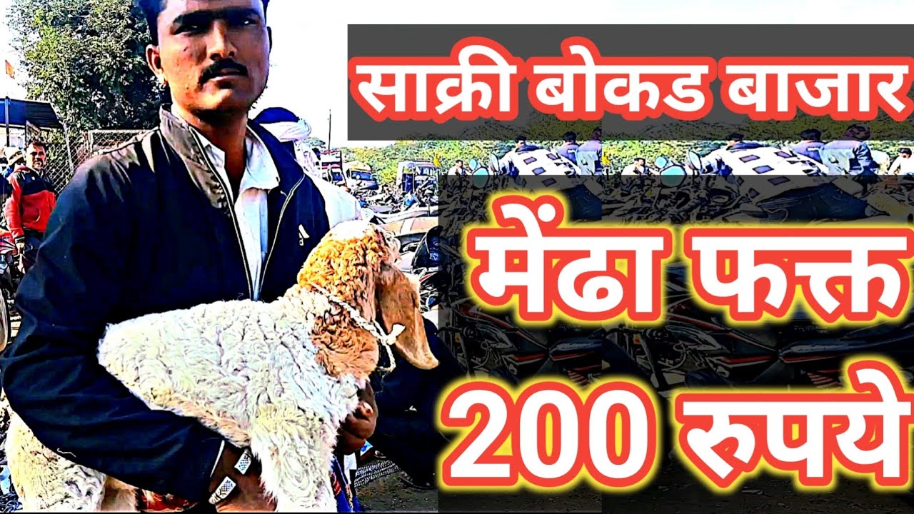 साक्री बोकड बाजार : bokad palan : बोकड पालन - YouTube