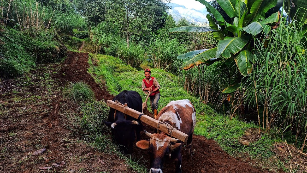 Ploughing a field with oxen. Traditional method of ploughing in Sepi ...