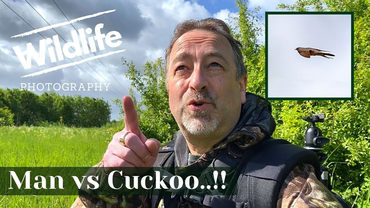 Man vs CUCKOO and Cuckoo Won!!! - UK WILDLIFE and NATURE photography ...