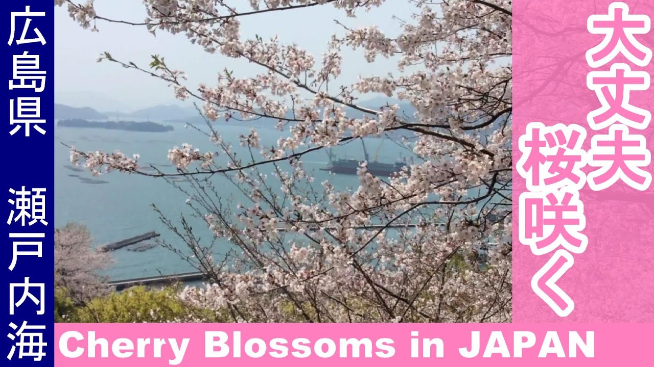 【万葉集 瀬戸内海の春と桜】Cherry Blossom,日本的春天/櫻花,Jepun・Musim bunga,ประเทศญี่ปุ่น ...
