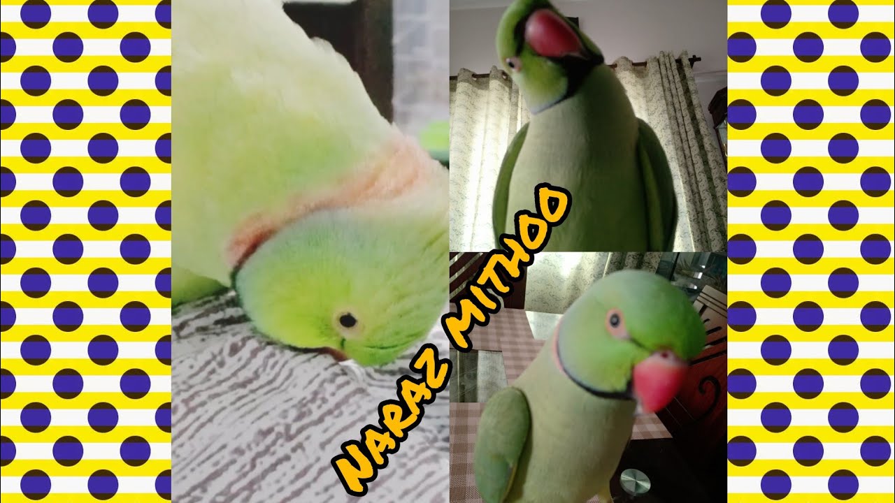Naraz Alex°°° || talking parrot || - YouTube