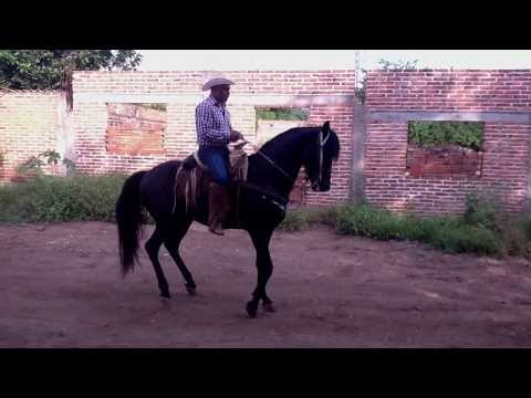 Caballo de Goyo Cruz