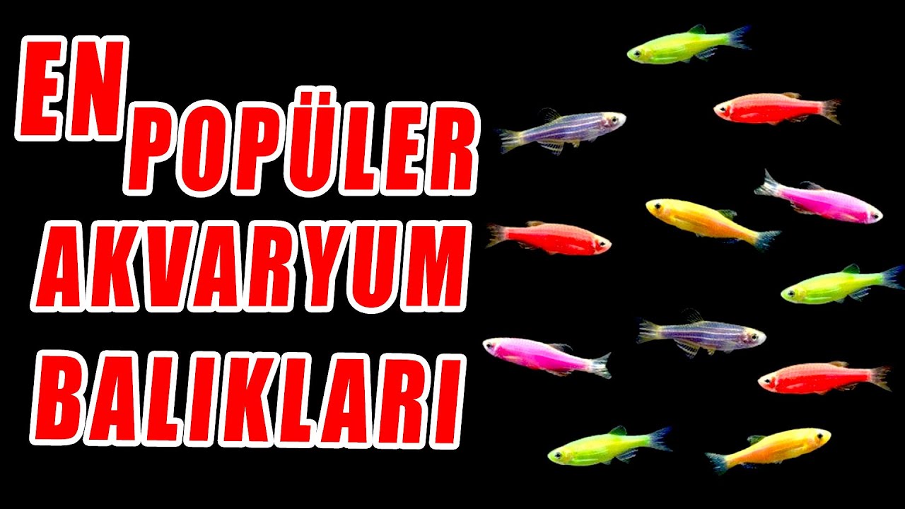 EN POPÜLER AKVARYUM BALIKLARI - YouTube