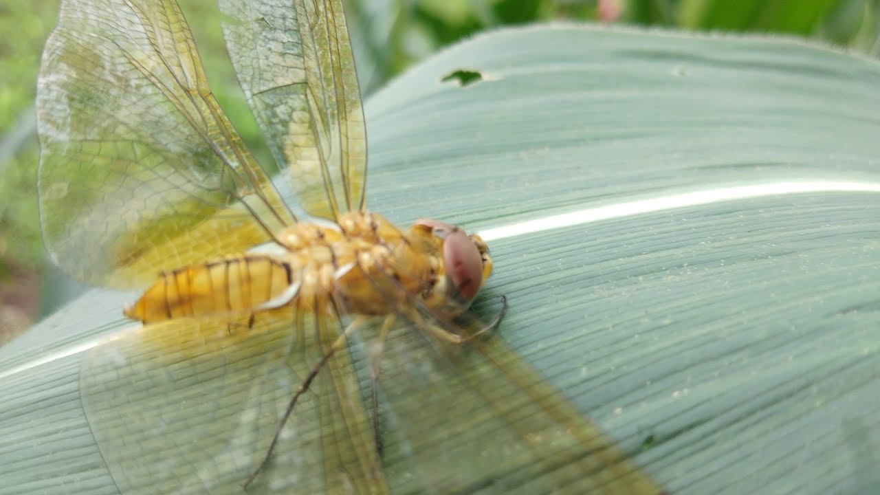 cara tangkap capung muda warna kuning - YouTube