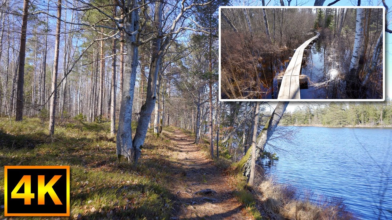 Beautiful forest hike by the lakeside - Växjö, Sweden - 4K Nature Walk ...