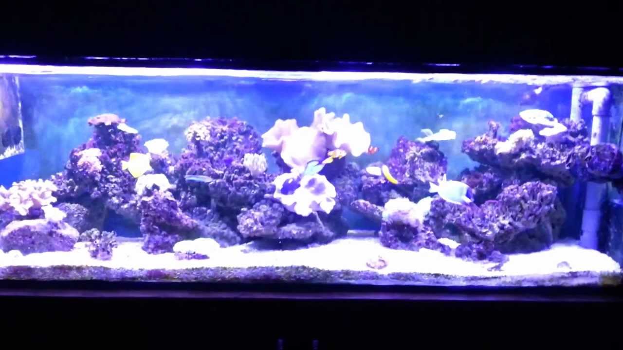 600 liter reef tank - YouTube