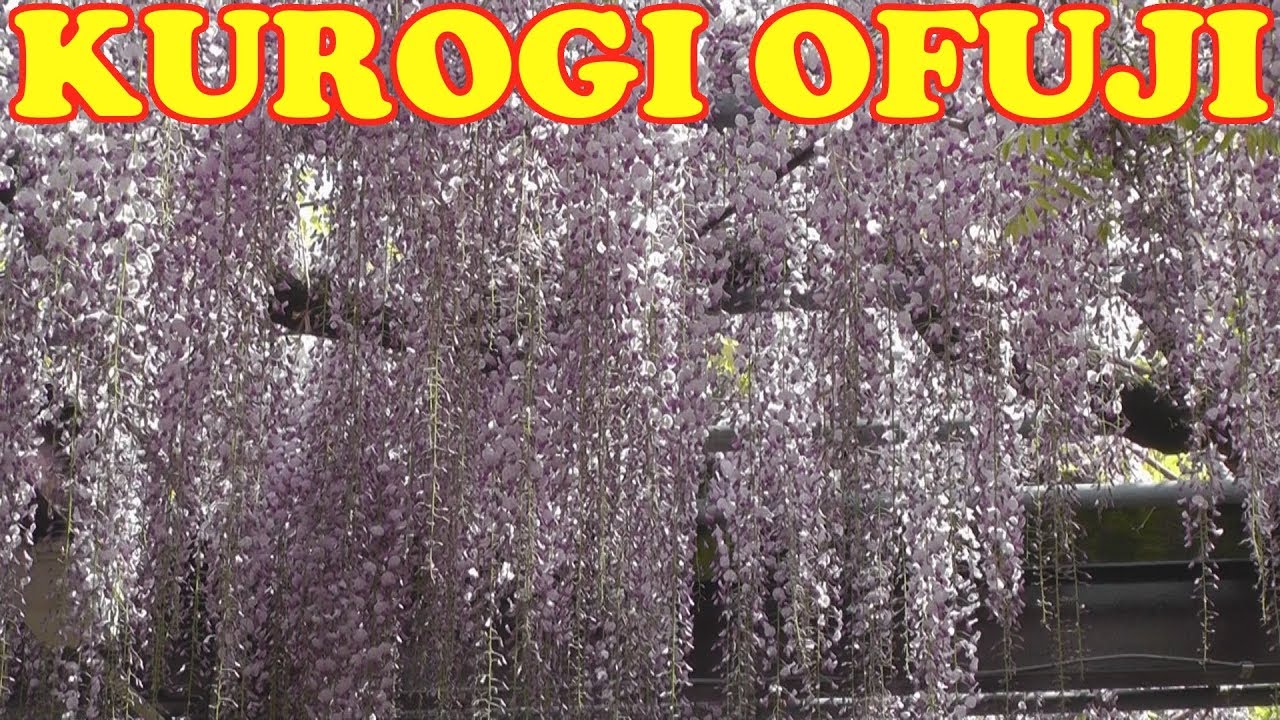 Kurogi no Ofuji Wisteria, Yame City Fukuoka - 黒木の大藤 福岡県八女市 - Japan As ...