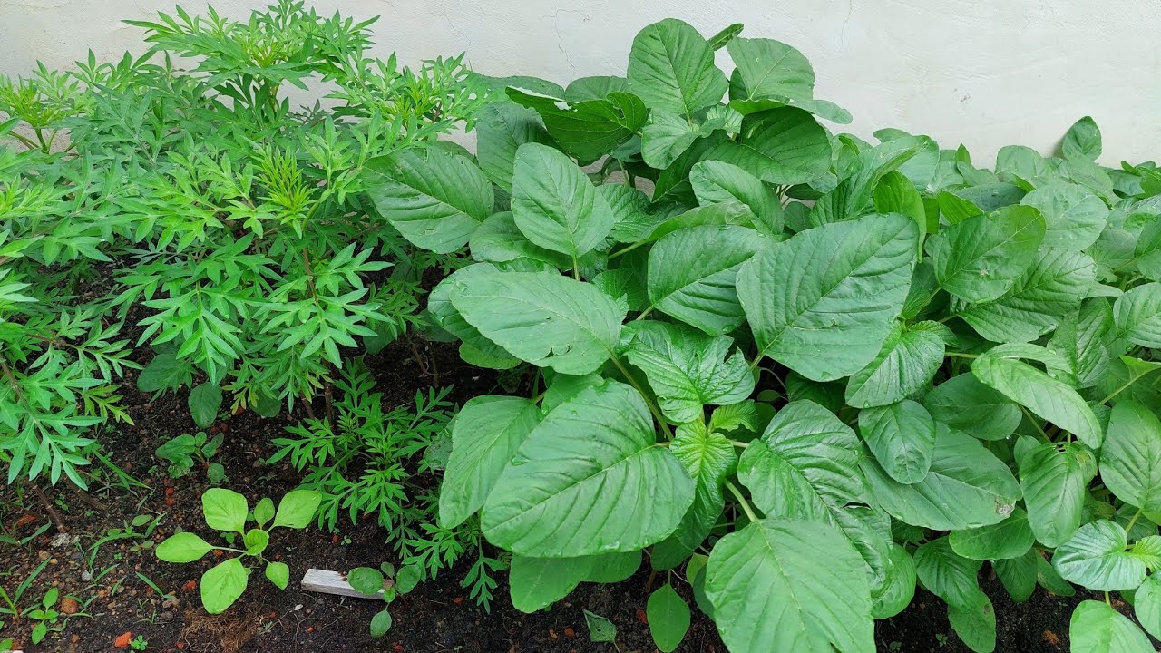 Tanam Pokok Ulam Raja & Sayur Bayam Belakang Rumah - YouTube